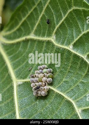 Insects (Insecta), Insecta, Durham, England, GB, Are these hemipteran ...