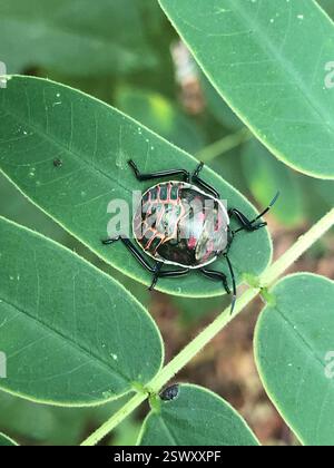(Pellaea stictica), Insecta, Nutwood Ave, Fullerton, CA, US, Aluminum ...
