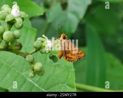 darts (Potanthus), Insecta, Pathamuttam, Kerala, India Stock Photo - Alamy