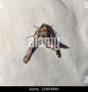 Dark Marathyssa Moth (Marathyssa inficita), Insecta, Lillooet, BC ...