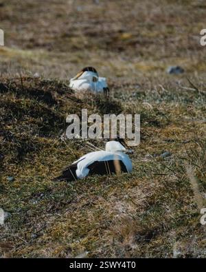 Common Eider - male on land Somateria mollissima Merakkasletta ...