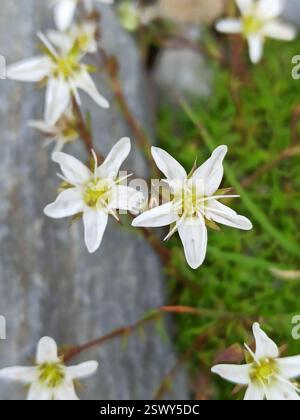 Spring Sandwort (Sabulina verna), Plantae, Peak District National Park ...