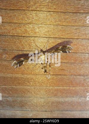 Lobed Plume Moth (Dejongia lobidactylus) Insecta Stock Photo - Alamy