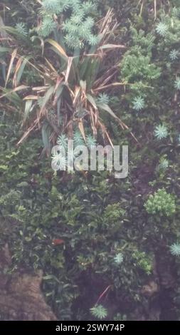 Shore Spurge (Euphorbia glauca), Plantae, Punakaiki, Punakaiki 7873 ...