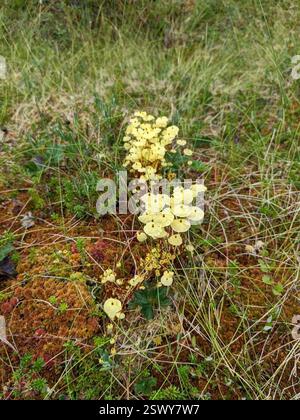 Yellow Moosedung Moss (Splachnum luteum Stock Photo - Alamy