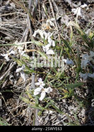 Longleaf Phlox (Phlox longifolia), Plantae, Okanagan-Similkameen, BC ...