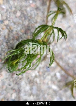 coontail (Ceratophyllum demersum), Plantae, 3450 Lillerød, Danmark ...