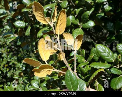 Golden Oak (Quercus alnifolia), Plantae, Paphos, Cyprus Stock Photo - Alamy