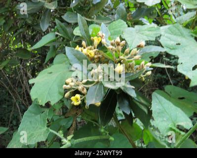 Pambati Tree (Anastrabe integerrima), Plantae, uMgungundlovu District ...