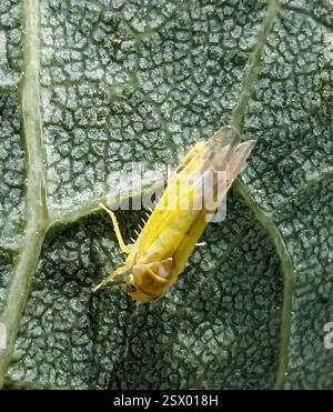 (Alebra), Insecta, Norfolk, England, GB Stock Photo - Alamy