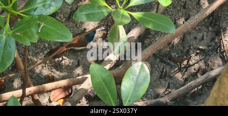 Shining Flycatcher Australia Stock Photo - Alamy