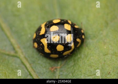 Lady Beetles (Coccinellidae), Insecta, Emerald Hill, Harare, Zimbabwe ...