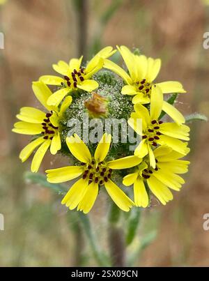 Coast tarweed (Madia sativa) a native plant flowering in coastal ...