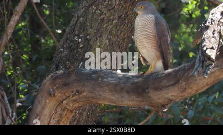 African Goshawk (Aerospiza tachiro), Aves, Thaba Chweu Local ...