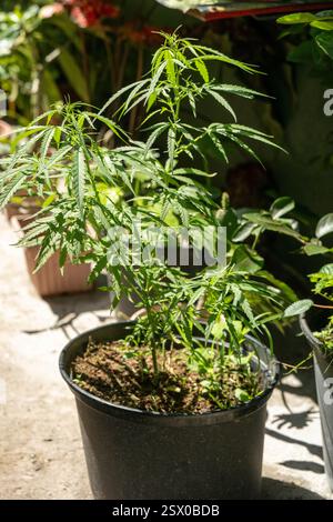 Cultivated green marijuana plant, CBD hemp bud with a flower, seeds ...