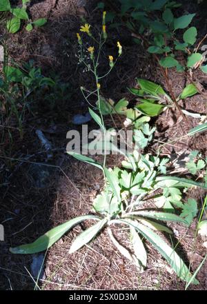 Canada hawkweed (Hieracium umbellatum umbellatum) Plantae Stock Photo ...