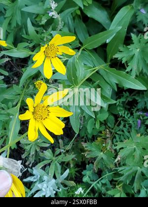 sunflowers and allies (Heliantheae), Plantae, Fergus County, MT, USA ...