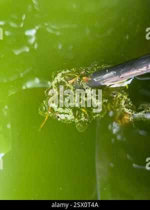 Frogs and Toads (Anura), Amphibia, W Arrowhead St, Fayetteville, AR, US ...
