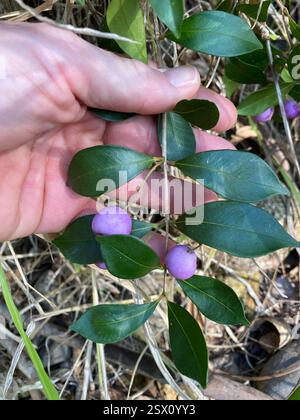 Waterberries (Syzygium), Plantae, Beaudesert - Pt C, AU-QL, AU Stock ...