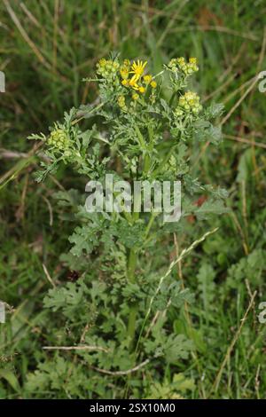 ragwort (Jacobaea vulgaris), Plantae, Sefton Park, Mossley Hill Drive ...