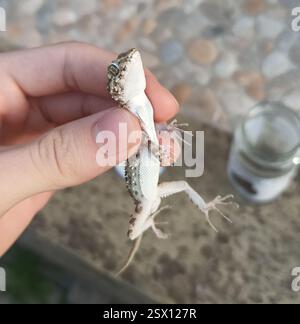 Caspian bent-toed gecko (Tenuidactylus caspius). A photograph of this ...