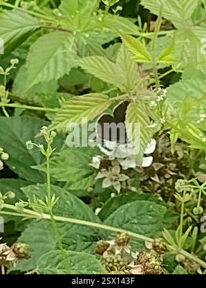 Ringlet (Aphantopus hyperantus), Insecta, Shipley Country Park, Slack ...