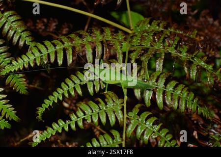 (Phyllomimus sinicus), Insecta, 中国浙江省杭州市临安区 Stock Photo - Alamy