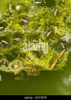 A green American bull frog is floating in a pond with algae Stock Photo ...
