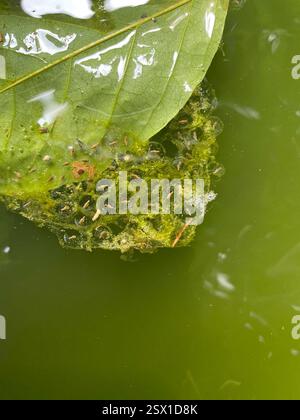 A green American bull frog is floating in a pond with algae Stock Photo ...