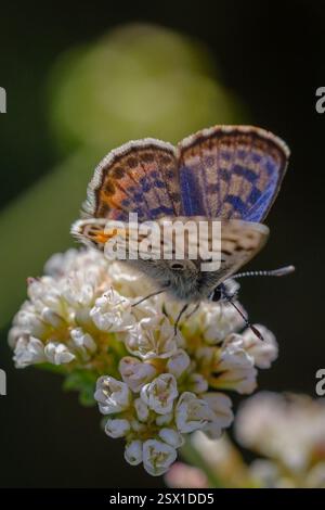El Segundo Blue (Euphilotes battoides allyni Stock Photo - Alamy