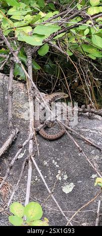 Northwestern Alligator Lizard (Elgaria coerulea principis) Reptilia ...