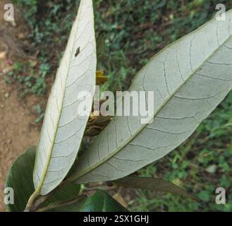 Pambati Tree (Anastrabe integerrima), Plantae, uMgungundlovu District ...