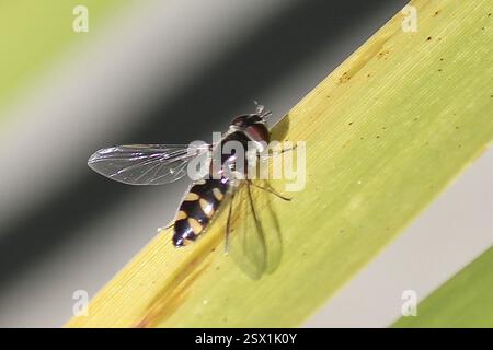 Hover Flies (Syrphidae), Insecta, Mount Coot-Tha QLD 4066, Australia ...