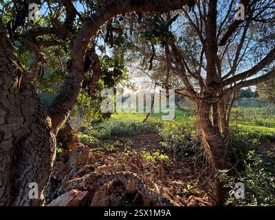 Mallorca Spain 20250220 Symbolbild, Landschaftsaufnahme Mallorca, bei ...