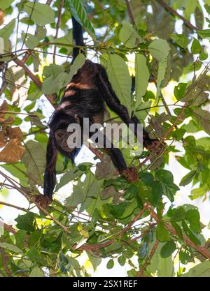 Red-handed Howler Monkey (Alouatta belzebul), sitting on a tree howling ...