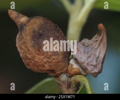 (Synergini), Insecta, Forest Ranch, CA 95942, USA, Inquiline in ...