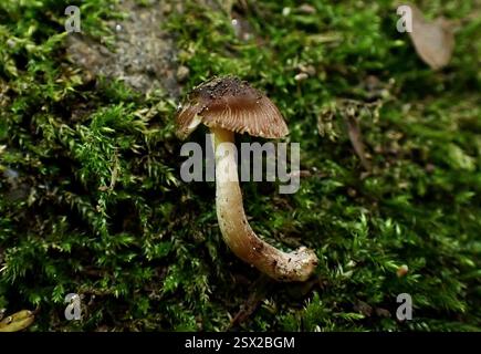 Fiber Caps (Inocybe), Fungi, Mystery Point Rd, Garrison, NY, US Stock ...