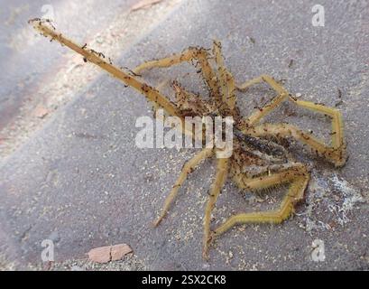 (Paragaleodes), Arachnida, Hilton Marsa Alam Nubian Resort, Marsa Alam ...