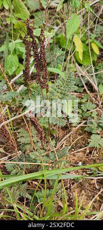 (Anemiaceae), Plantae, Pozo Colorado, PY-PH, PY Stock Photo - Alamy