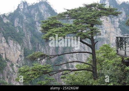 Chinese hemlock (Tsuga chinensis), Plantae, 中国浙江省杭州市临安区 Stock Photo - Alamy