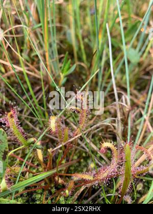 Slenderleaf Sundew (Drosera linearis), Plantae, Yellowhead County, AB ...