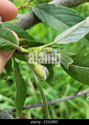 pussy willow (Salix discolor Stock Photo - Alamy
