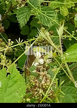 Ringlet (Aphantopus hyperantus), Insecta, Shipley Country Park, Slack ...