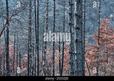 Burnt trees and new growth emerging after wildfire in forest landscape ...
