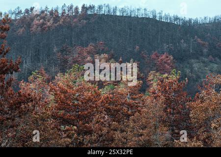 Burnt forest showing new growth after wildfire devastation Stock Photo ...