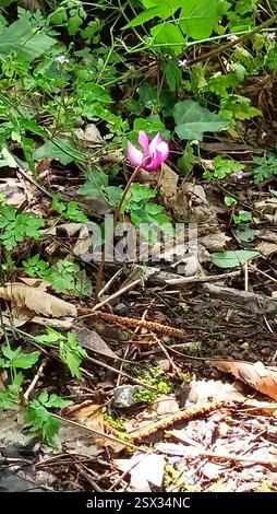European Cyclamen (Cyclamen purpurascens), Plantae, Parco ...