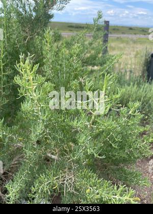 Greasewood (Sarcobatus vermiculatus), Plantae, CR-231, Lyman, WY, US ...