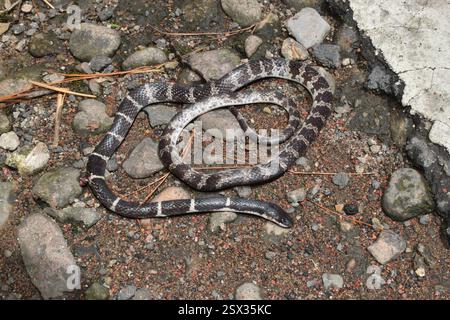 Formosa Wolf Snake (Lycodon ruhstrati), Reptilia, 中国浙江省杭州市临安区 Stock ...
