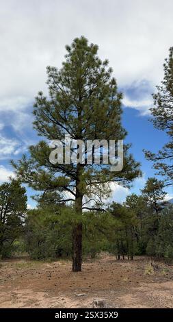 Southwestern Ponderosa Pine (Pinus brachyptera), Plantae, Bandelier ...