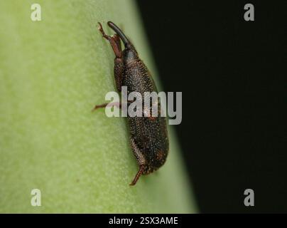 Grain Weevils (Sitophilus), Insecta, Emerald Hill, Harare, Zimbabwe ...